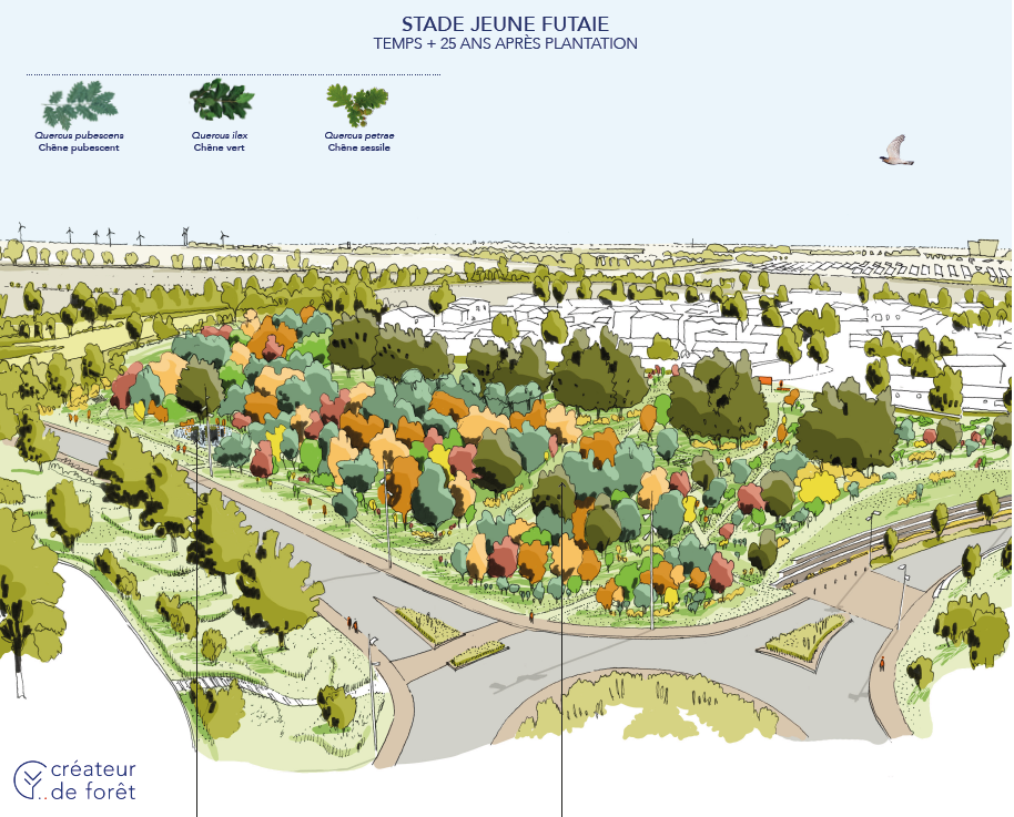 Une forêt urbaine - Ville de Saint-Jean-d'Angély